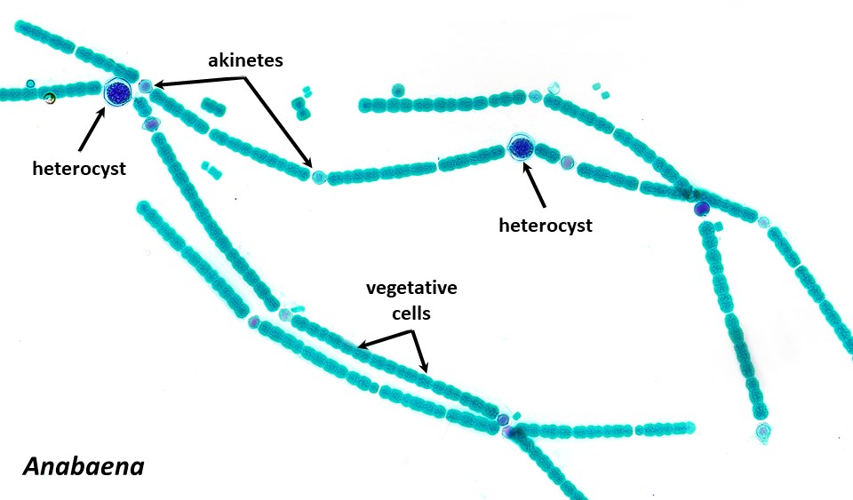 Anabaena Cell Labeled